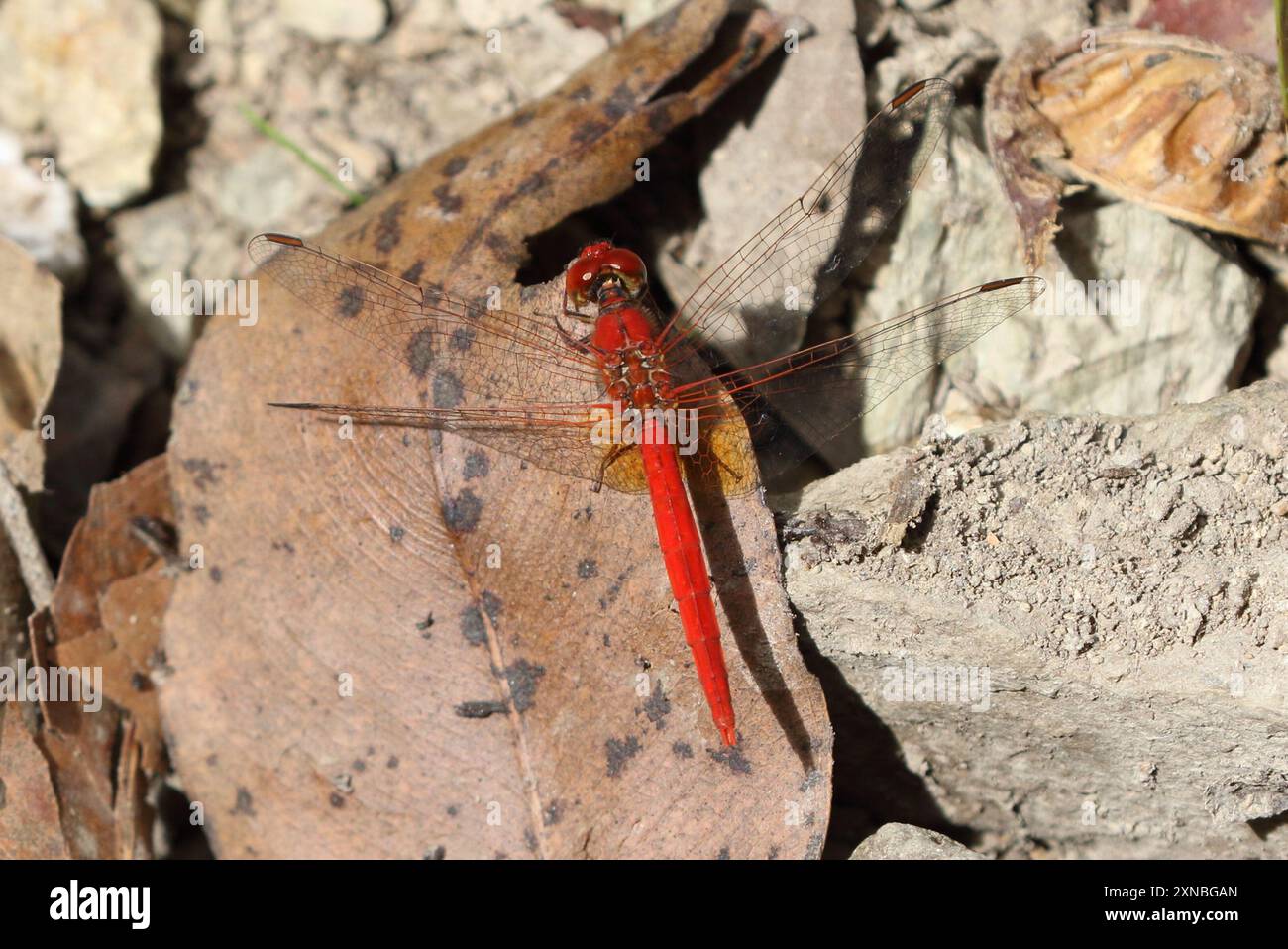 Scarlet Percher (Diplacodes haematodes) Insecta Stock Photo - Alamy