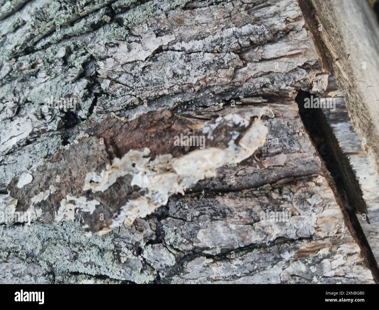 Milk-white Toothed Polypore (Irpex lacteus) Fungi Stock Photo - Alamy