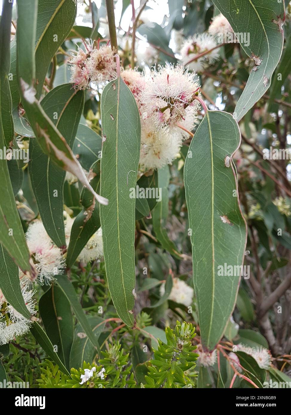 Forest red gum (Eucalyptus tereticornis) Plantae Stock Photo - Alamy