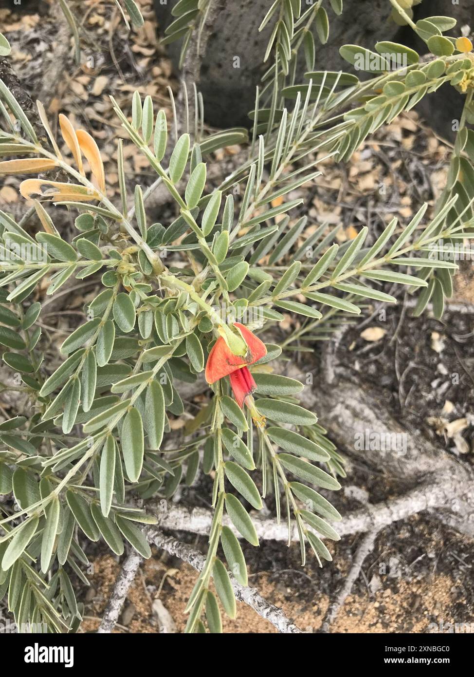 'ōhai (Sesbania tomentosa) Plantae Stock Photo - Alamy