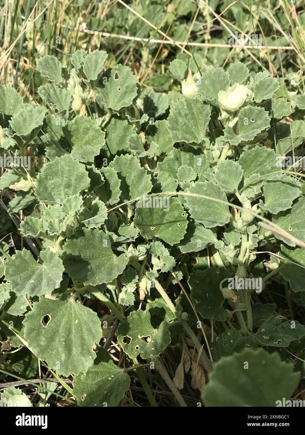 alkali mallow (Malvella leprosa) Plantae Stock Photo - Alamy