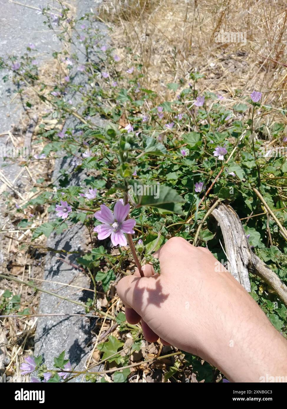Cretan mallow (Malva multiflora) Plantae Stock Photo - Alamy