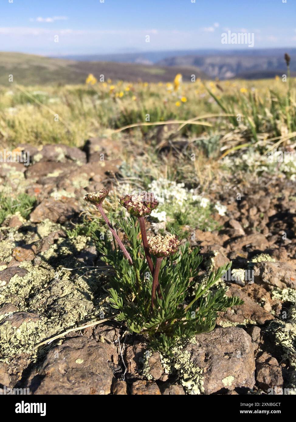 Baker's Alpineparsley (Cymopterus bakeri) Plantae Stock Photo - Alamy