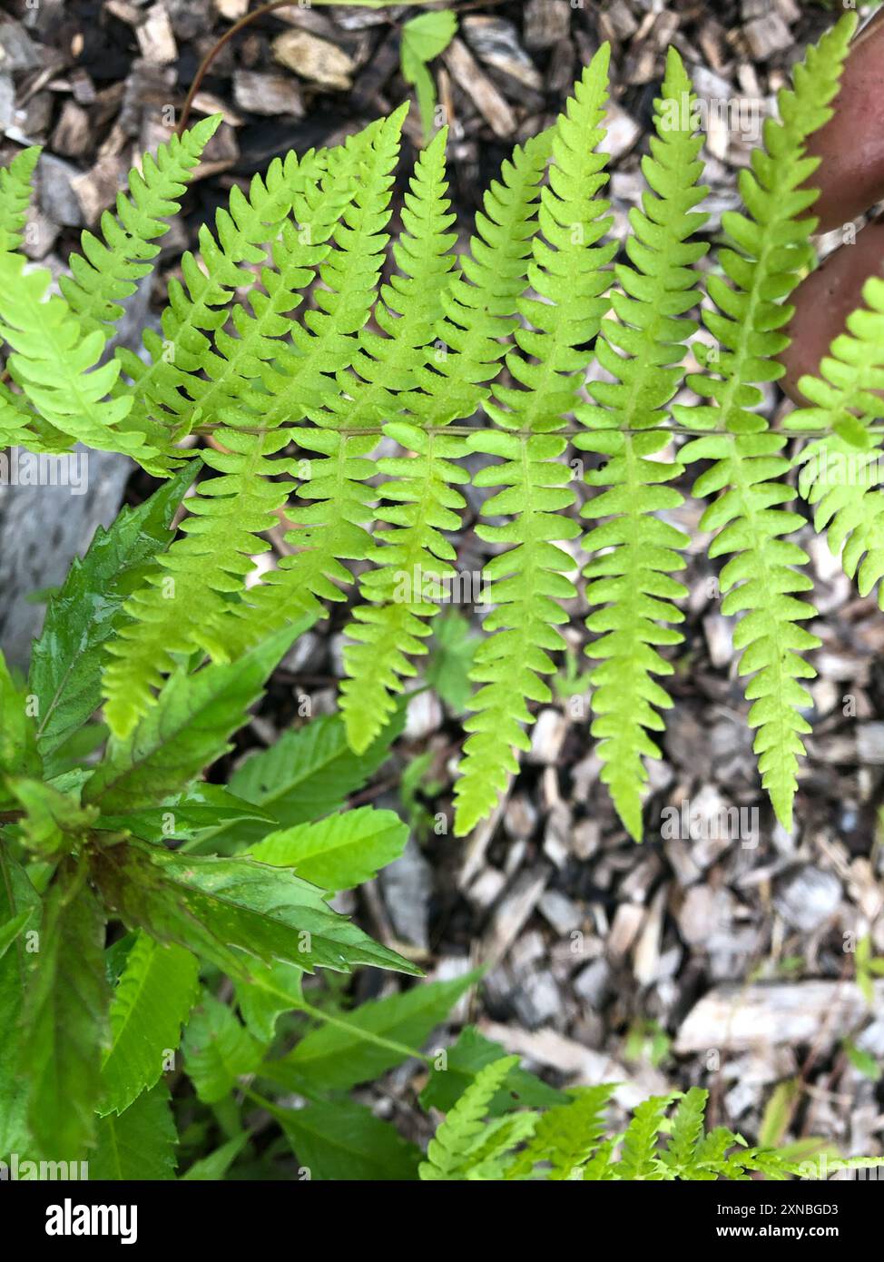 marsh fern (Thelypteris palustris) Plantae Stock Photo - Alamy
