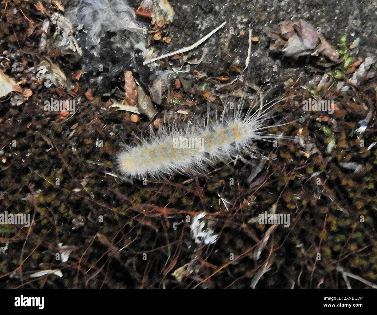 Fall Webworm Moth (Hyphantria cunea) Insecta Stock Photo - Alamy
