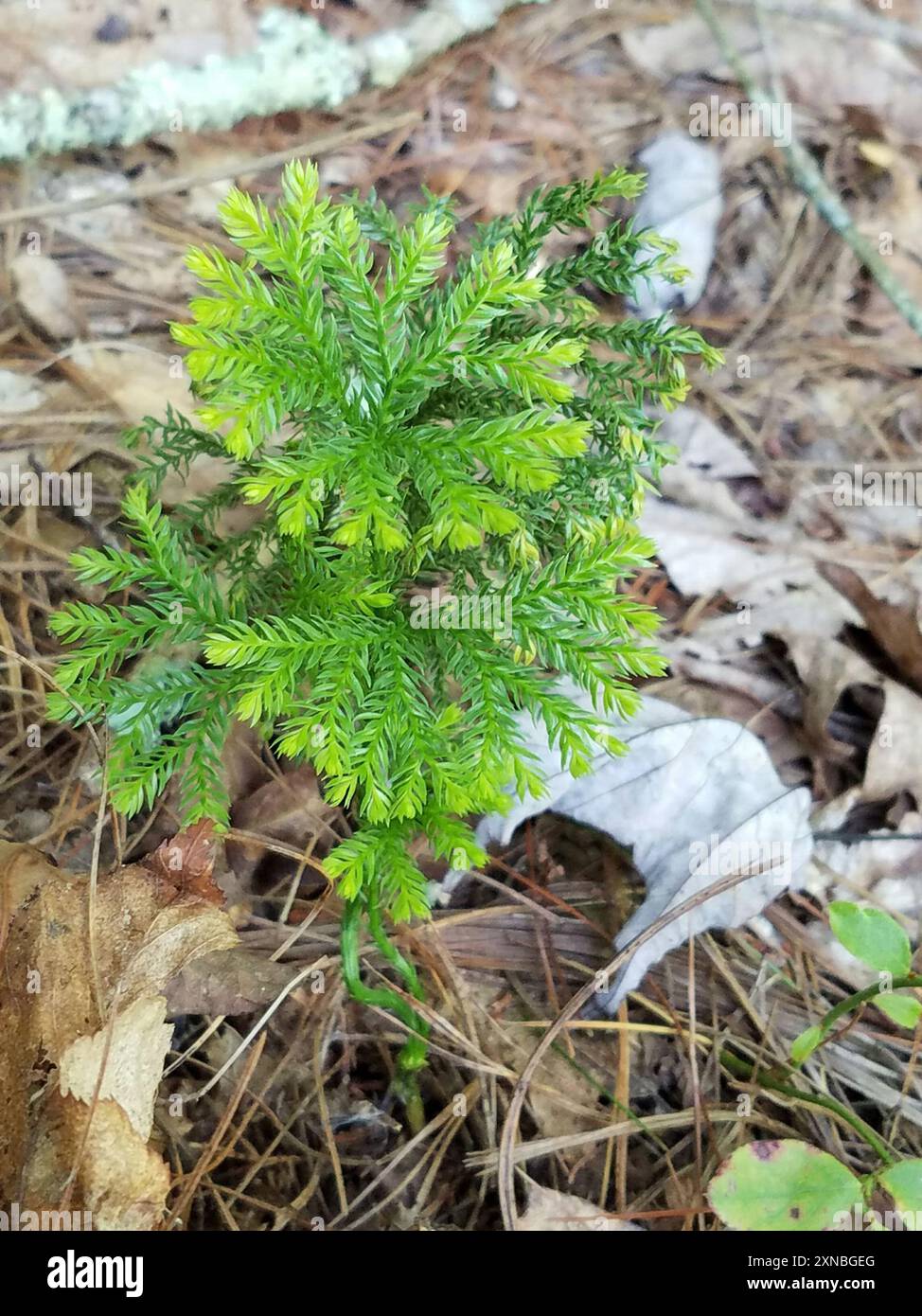 prickly tree-clubmoss (Dendrolycopodium dendroideum) Plantae Stock ...