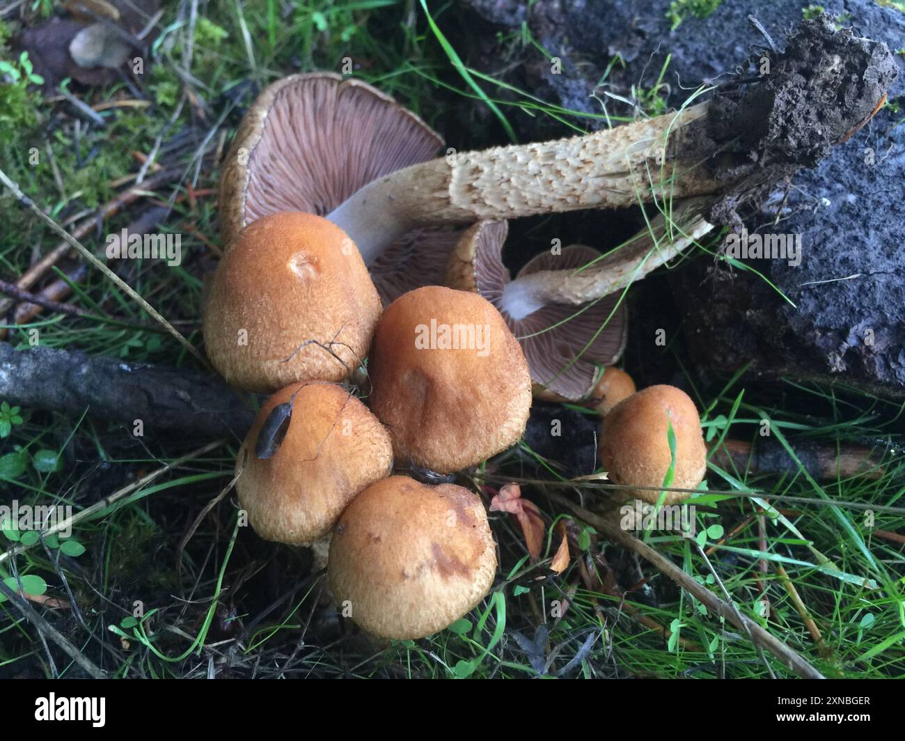 weeping widow (Lacrymaria lacrymabunda) Fungi Stock Photo - Alamy