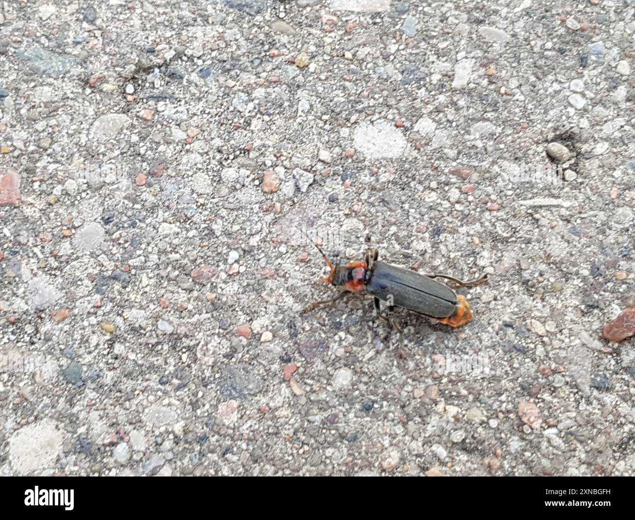 Dark Sailor Beetle (Cantharis fusca) Insecta Stock Photo - Alamy