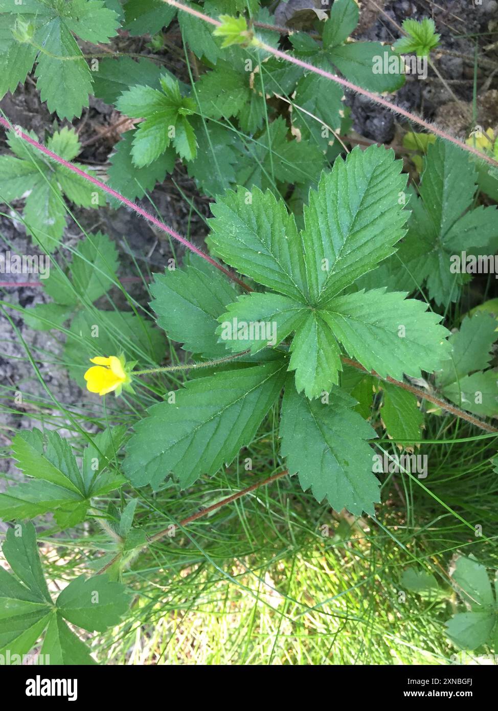 common cinquefoil (Potentilla simplex) Plantae Stock Photo - Alamy