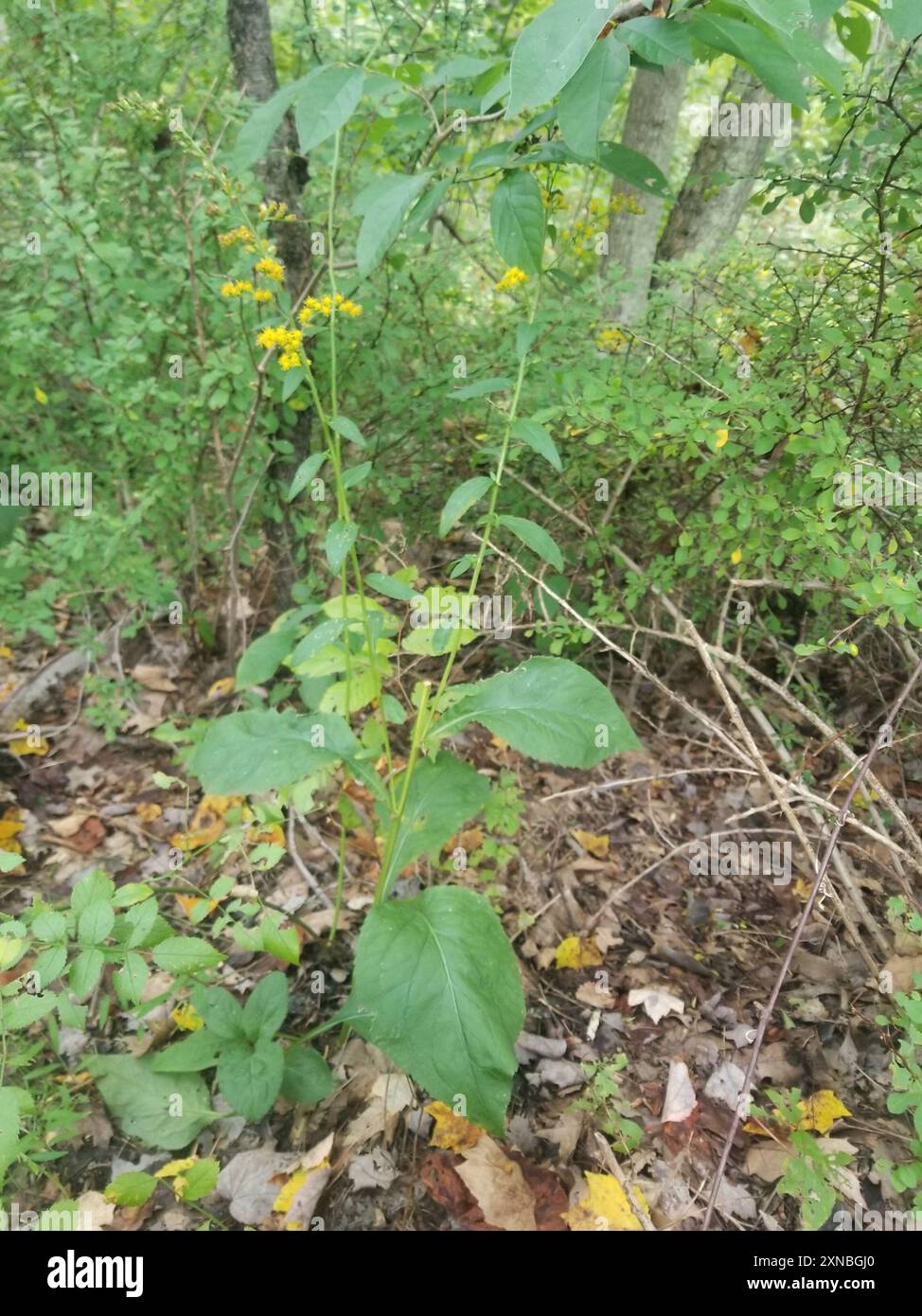 Swamp Goldenrod (Solidago patula) Plantae Stock Photo - Alamy