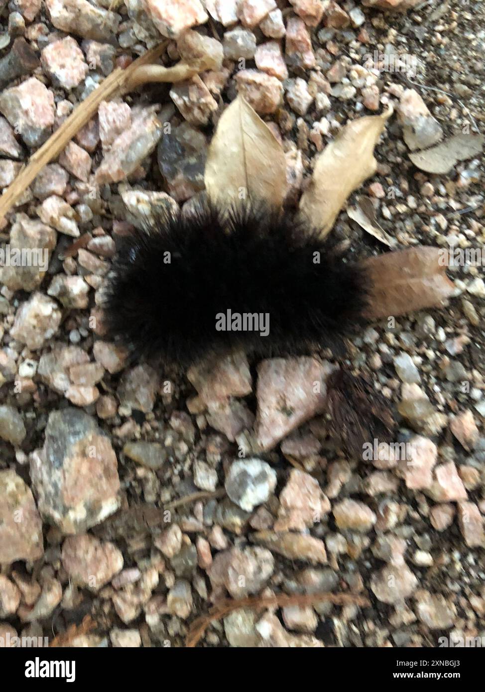 Giant Leopard Moth (Hypercompe scribonia) Insecta Stock Photo - Alamy