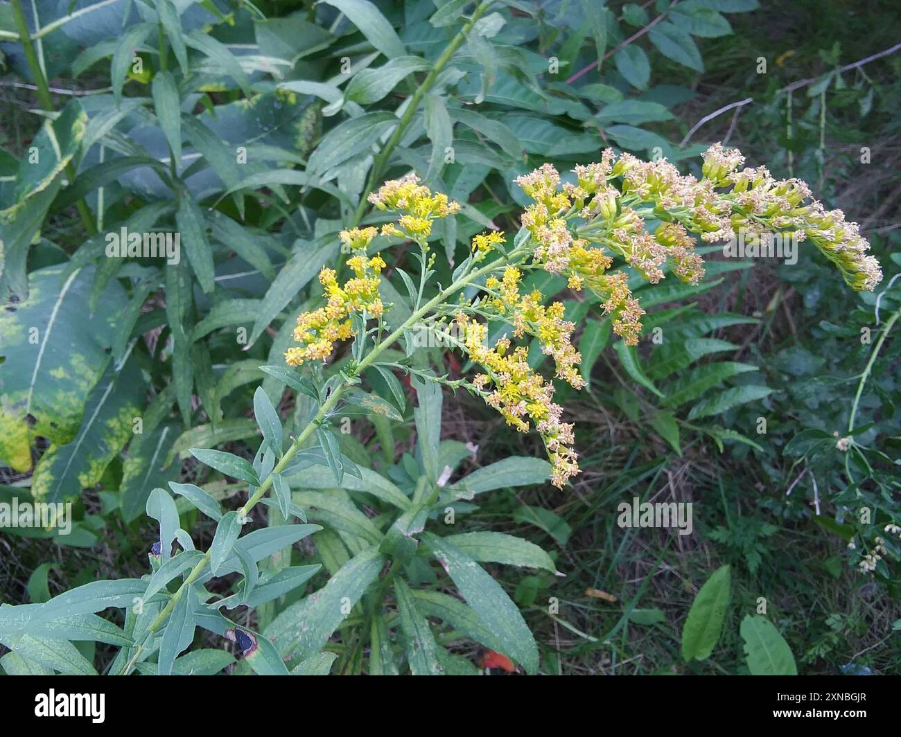 northern seaside goldenrod (Solidago sempervirens) Plantae Stock Photo ...