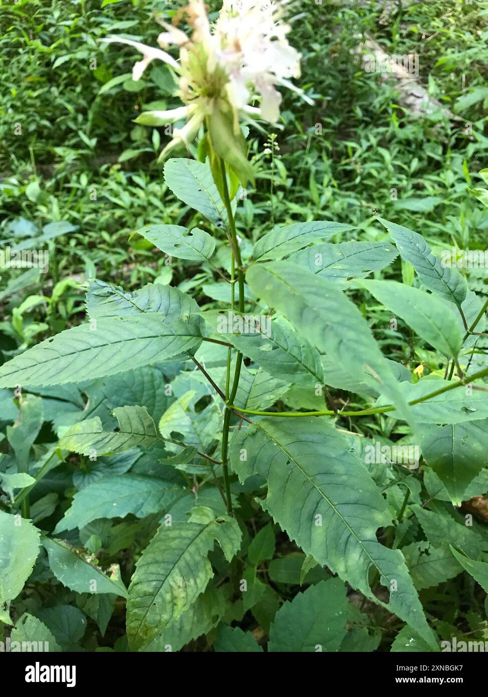 white bergamot (Monarda clinopodia) Plantae Stock Photo - Alamy
