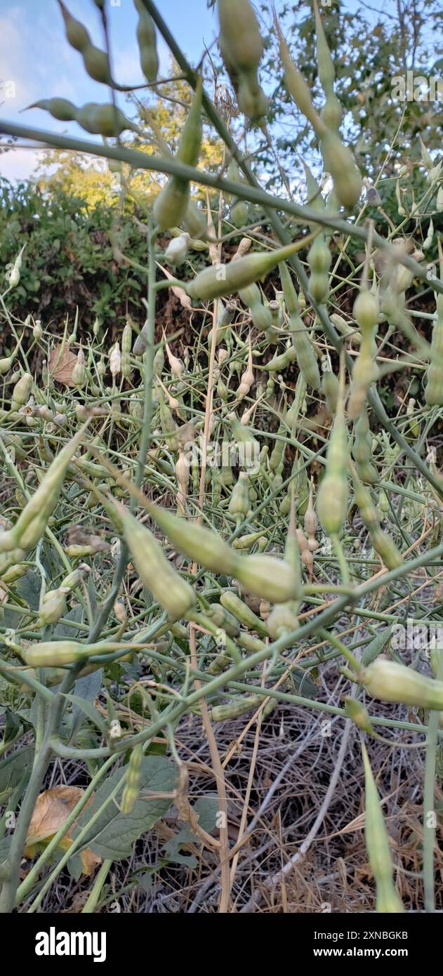 wild and domestic radish (Raphanus raphanistrum sativus) Plantae Stock ...