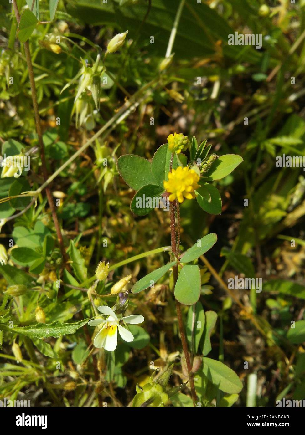 Lesser hop trefoil (Trifolium dubium) Plantae Stock Photo - Alamy
