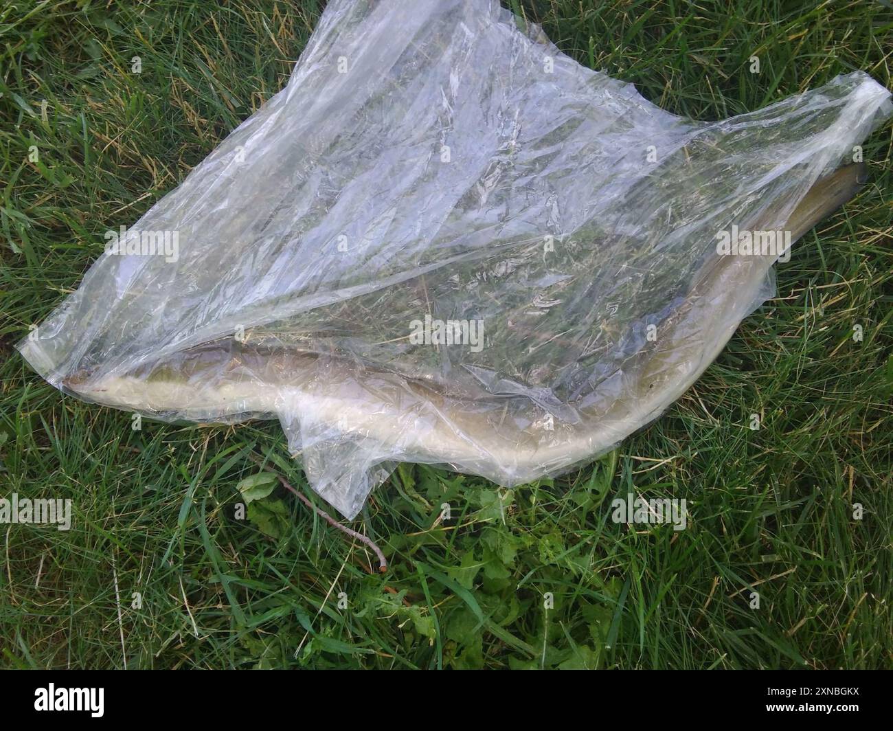 American Eel (Anguilla rostrata) Actinopterygii Stock Photo - Alamy