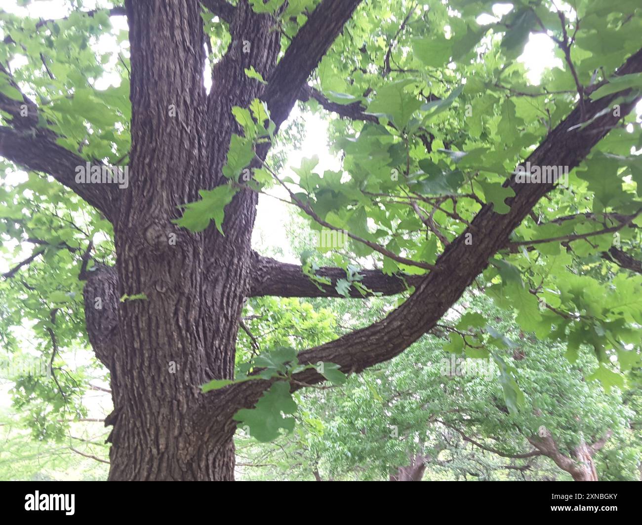 bur oak (Quercus macrocarpa) Plantae Stock Photo - Alamy