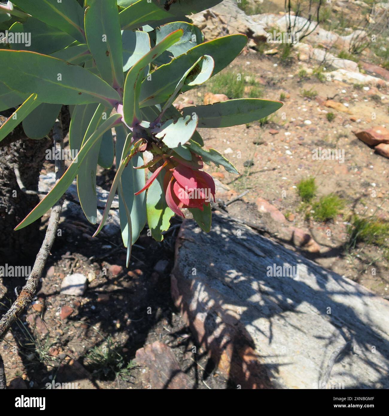 Wagon Tree (Protea nitida) Plantae Stock Photo - Alamy