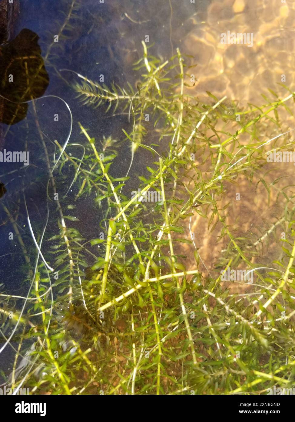 Canadian Waterweed (Elodea canadensis) Plantae Stock Photo - Alamy