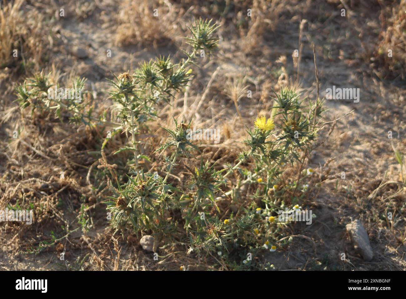 woolly distaff thistle (Carthamus lanatus) Plantae Stock Photo - Alamy