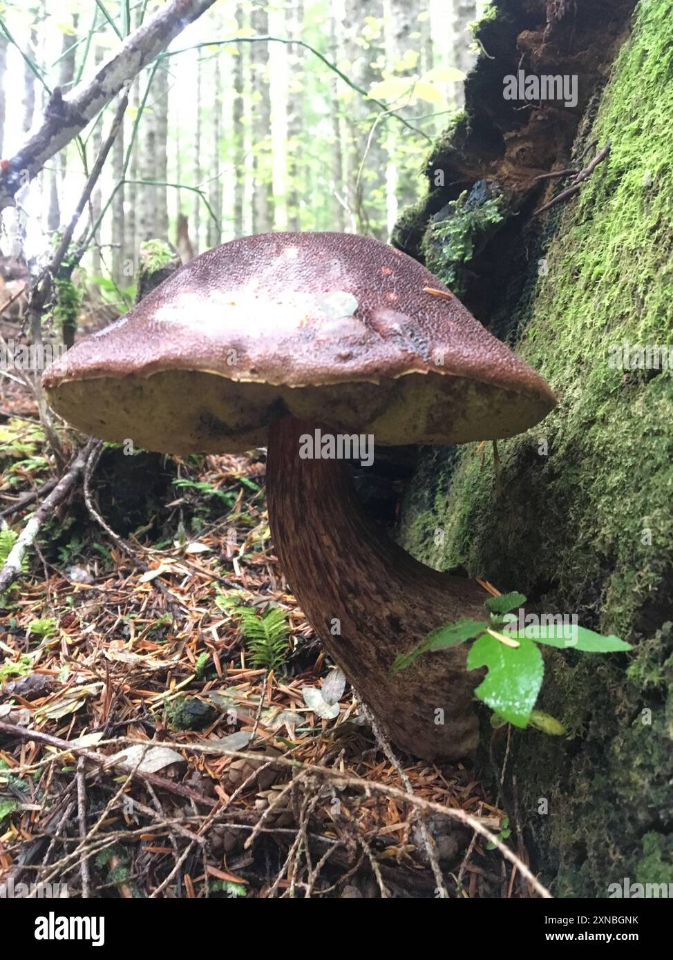 admirable bolete (Aureoboletus mirabilis) Fungi Stock Photo - Alamy
