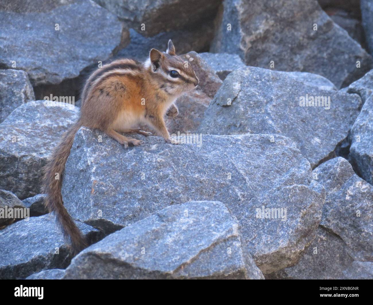 Least Chipmunk (Neotamias minimus) Mammalia Stock Photo - Alamy