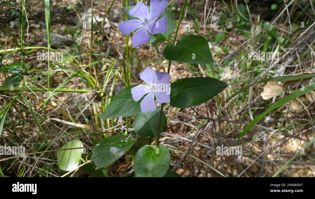 greater periwinkle (Vinca major) Plantae Stock Photo - Alamy