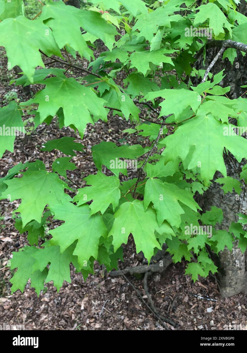 southern sugar maple (Acer floridanum) Plantae Stock Photo - Alamy