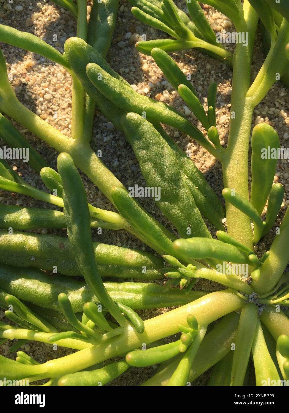 desert rockpurslane (Cistanthe ambigua) Plantae Stock Photo - Alamy