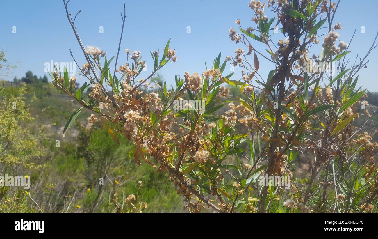 mule fat (Baccharis salicifolia) Plantae Stock Photo - Alamy