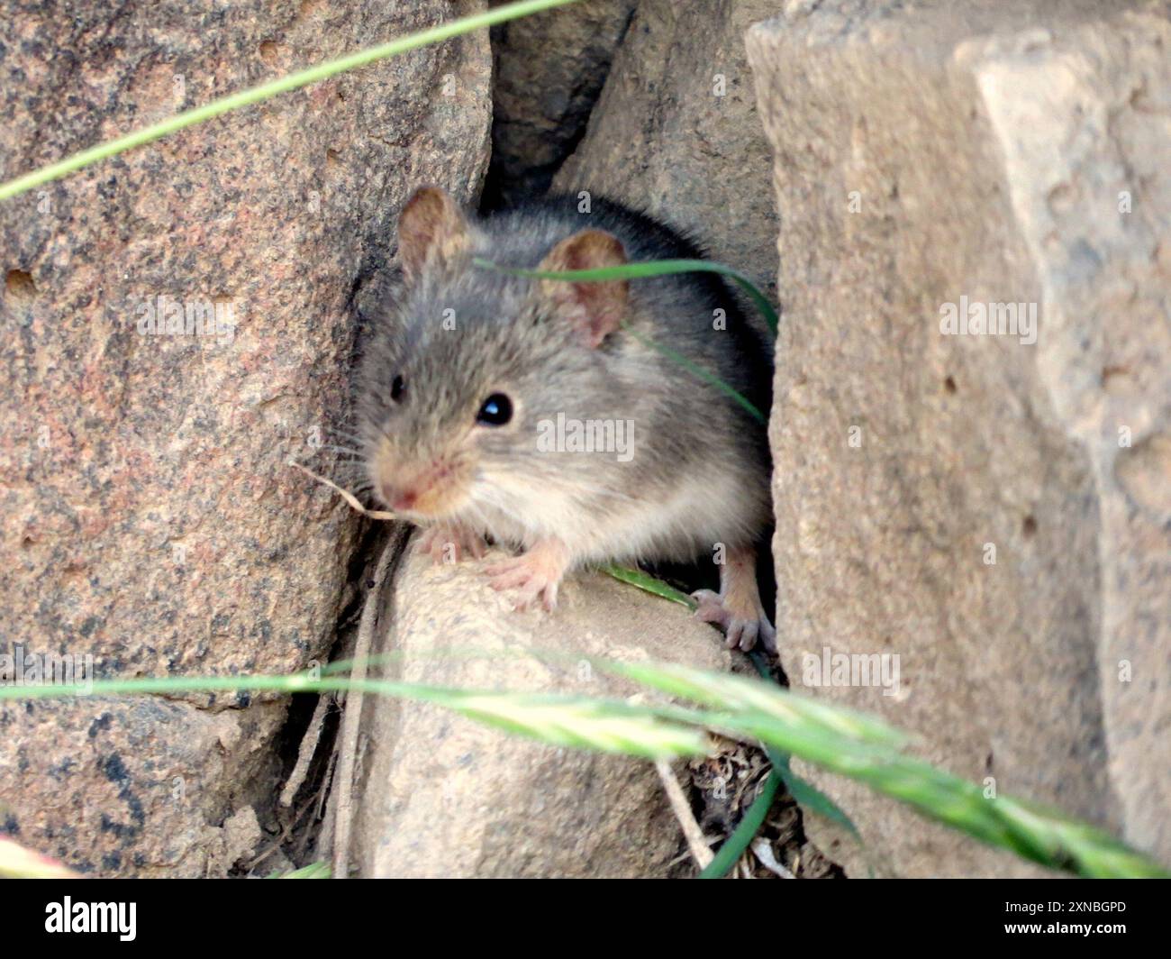 Hamsters, Voles, Lemmings, and Allies (Cricetidae) Mammalia Stock Photo ...