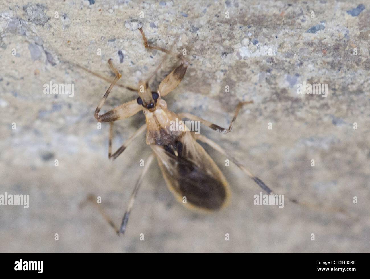 (Oncocephalus nubilus) Insecta Stock Photo - Alamy