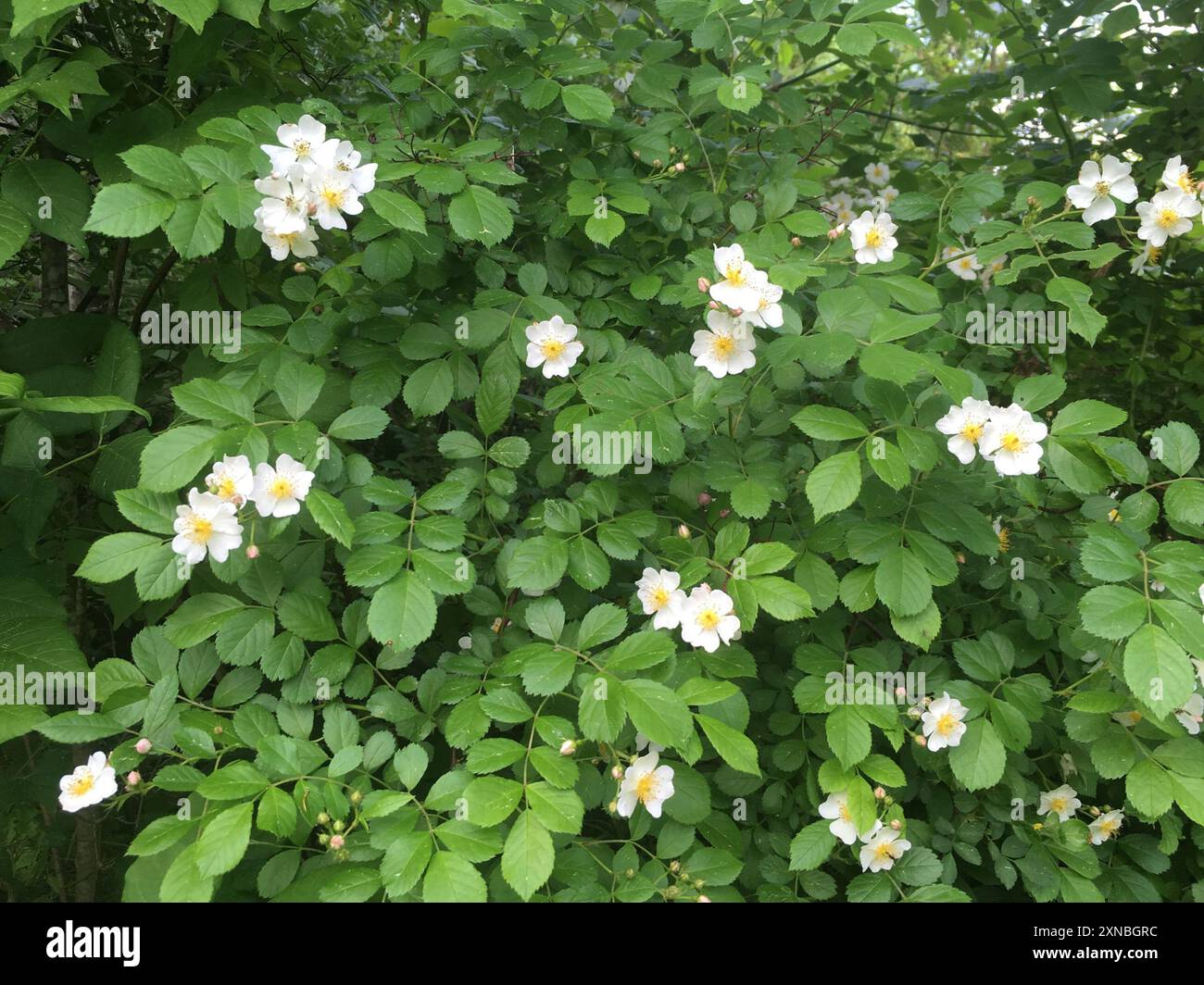 multiflora rose (Rosa multiflora) Plantae Stock Photo - Alamy