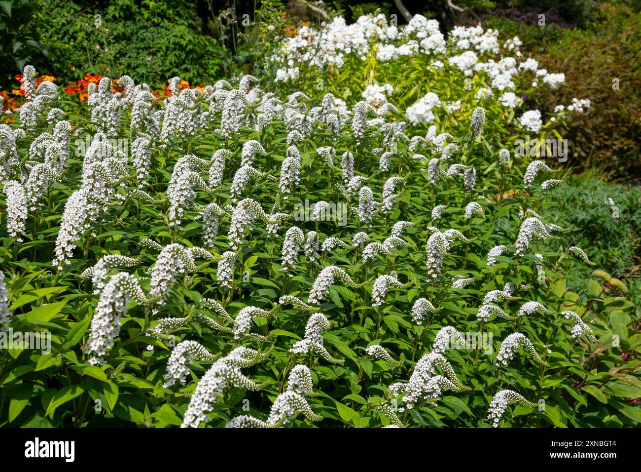 Lysimachia Clethroides or Goose neck Loosestrife, a perennial with ...