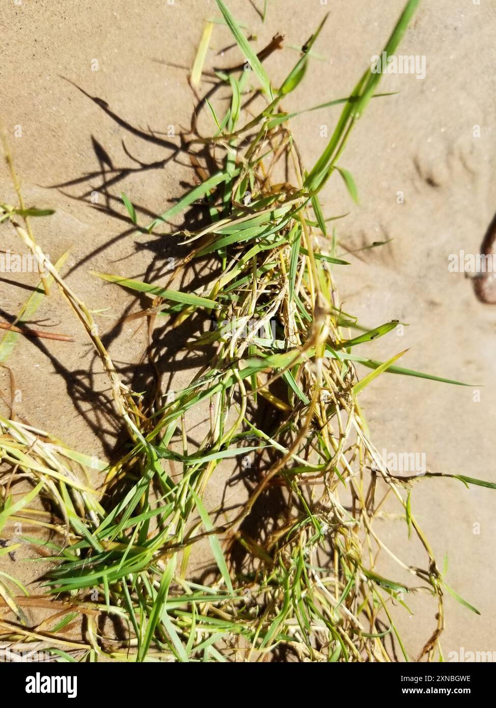 grasses (Poaceae) Plantae Stock Photo - Alamy