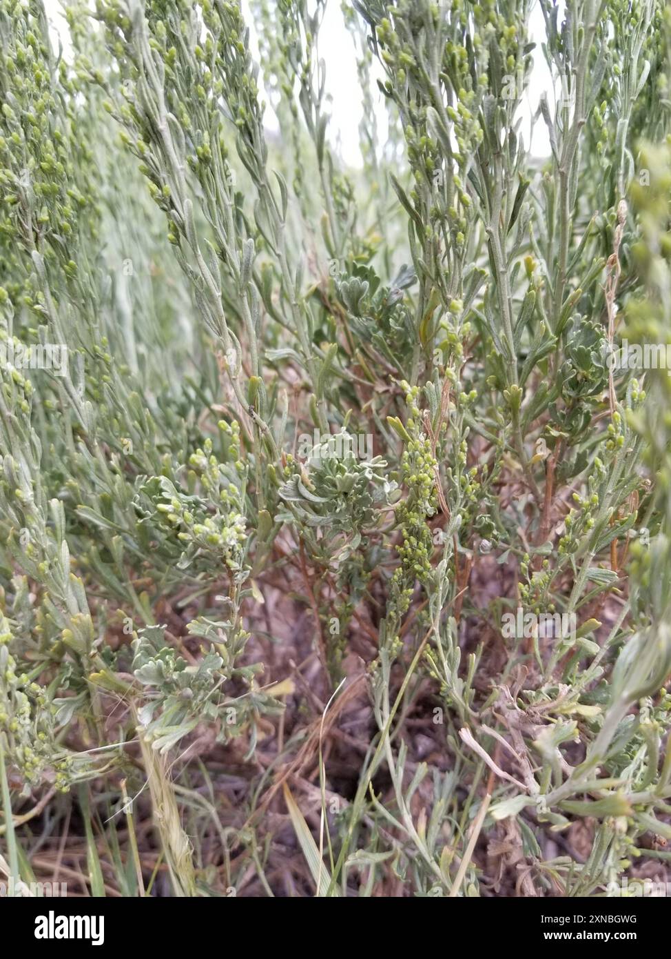 Big Sagebrush (Artemisia tridentata) Plantae Stock Photo - Alamy