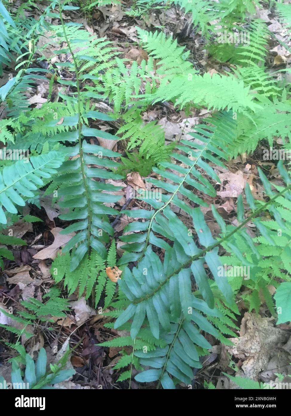 Christmas fern (Polystichum acrostichoides) Plantae Stock Photo - Alamy