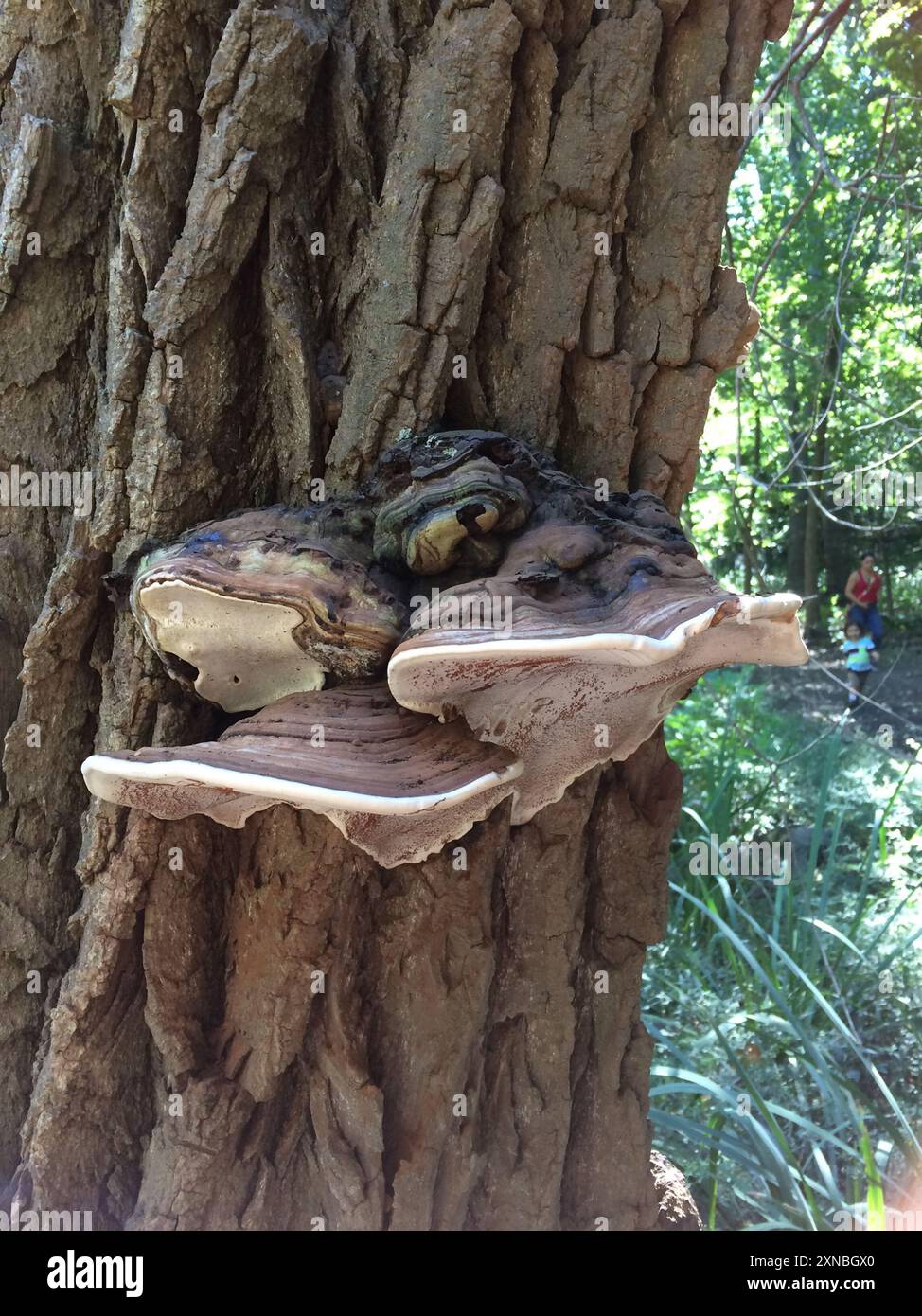 artist's bracket (Ganoderma applanatum) Fungi Stock Photo - Alamy