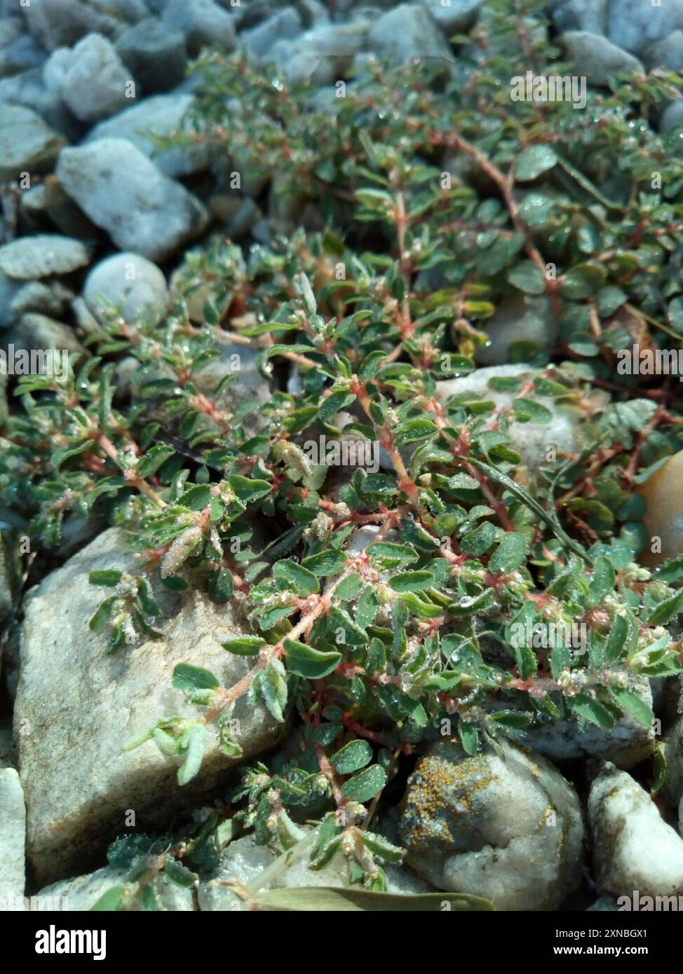 Spotted spurge (Euphorbia maculata) Plantae Stock Photo - Alamy