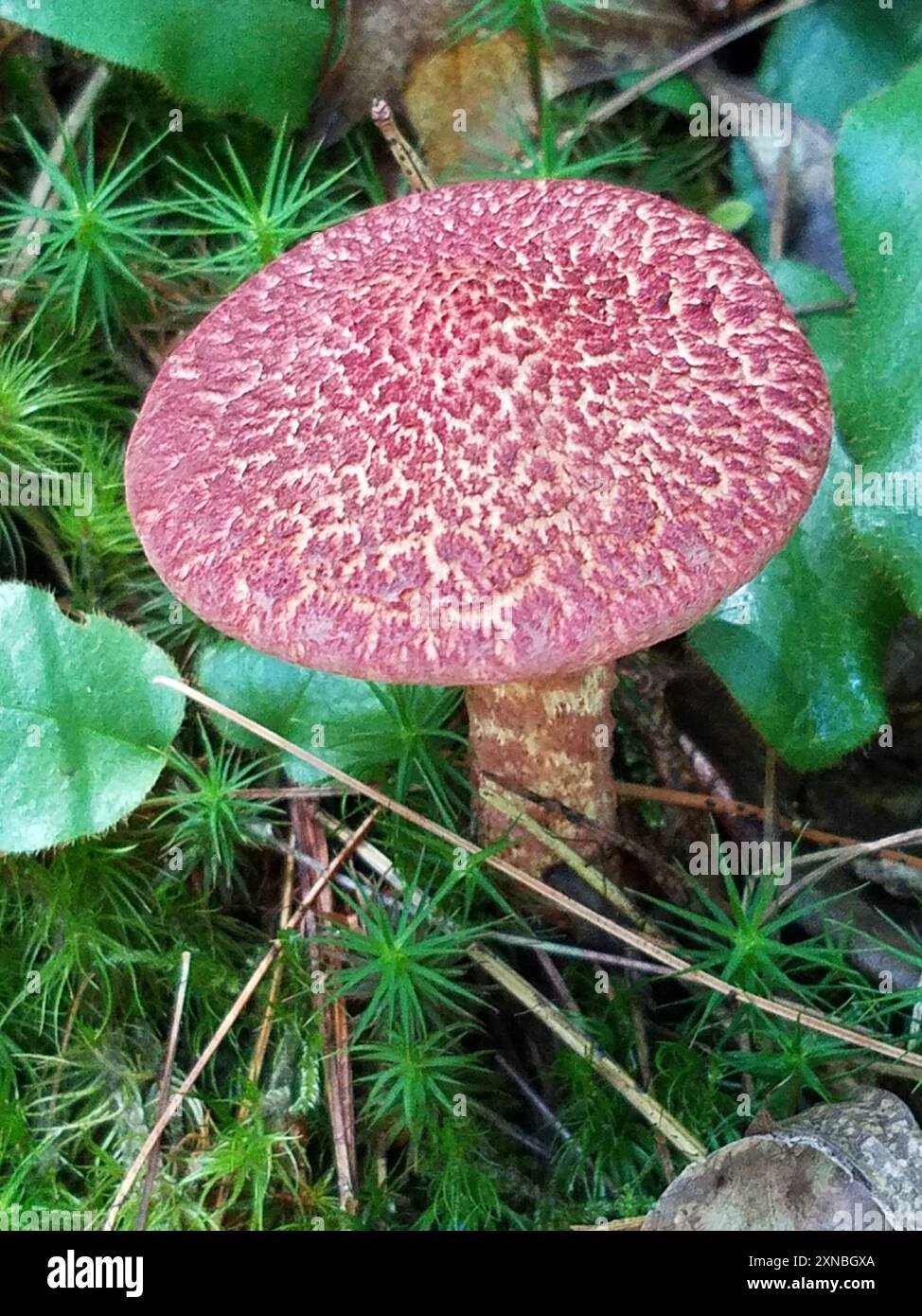 Painted Suillus (Suillus spraguei) Fungi Stock Photo - Alamy