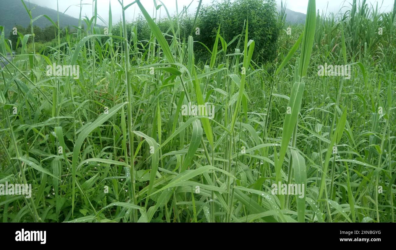 Para Grass (Urochloa mutica) Plantae Stock Photo - Alamy