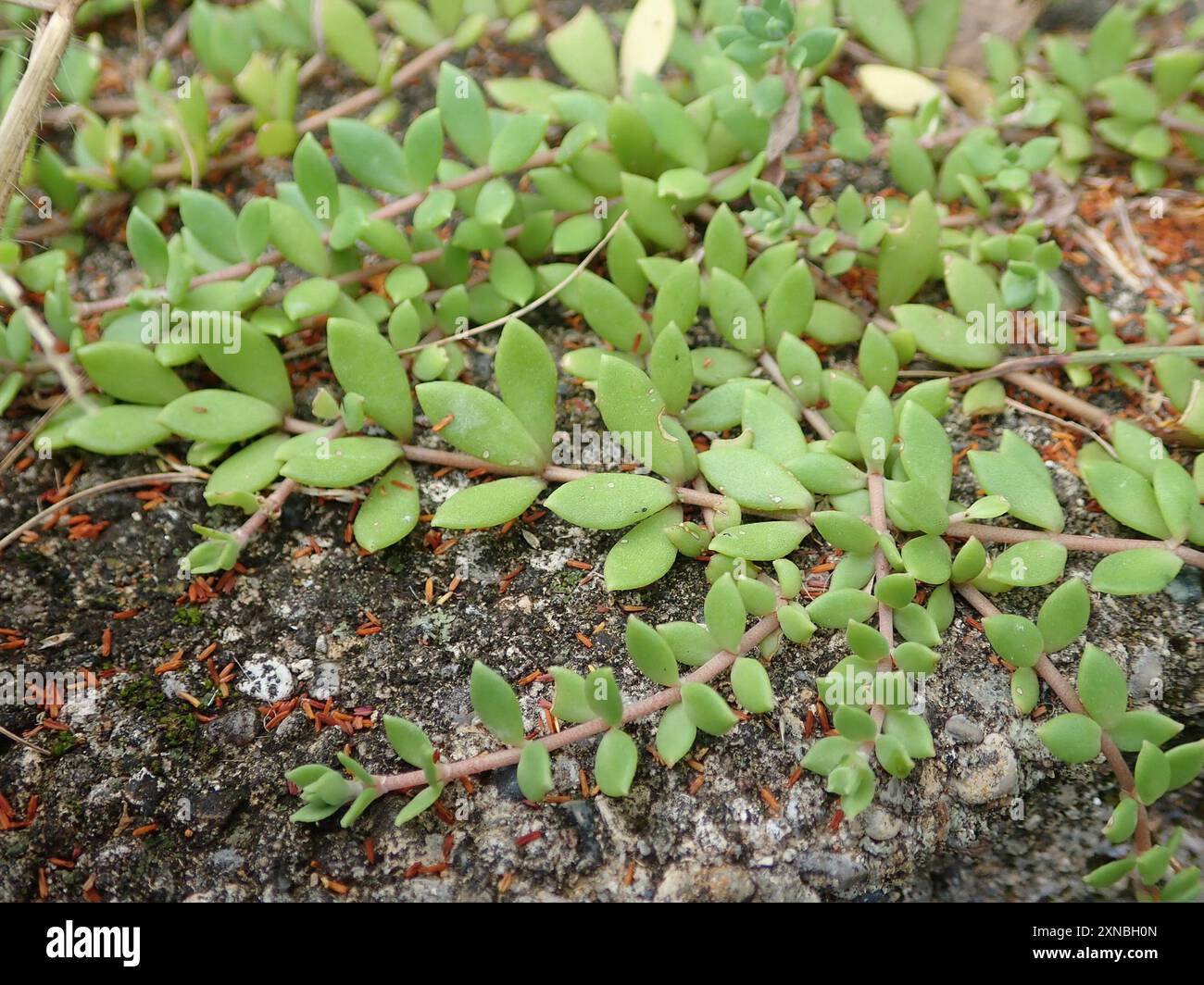 Stringy Stonecrop (Sedum sarmentosum) Plantae Stock Photo - Alamy