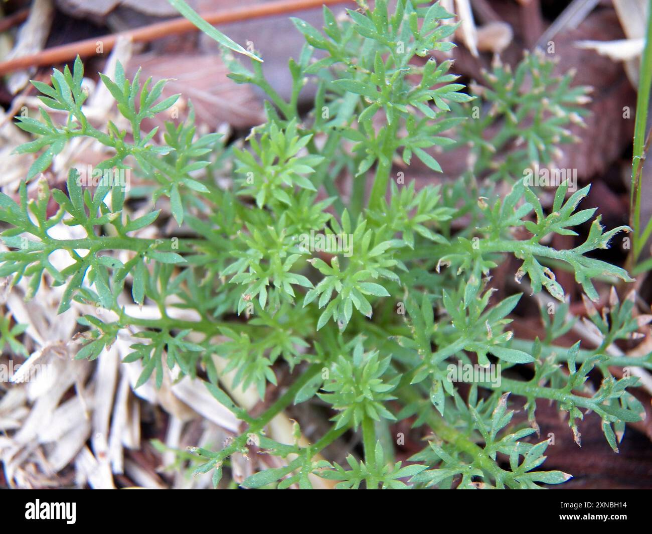 common soliva (Soliva sessilis) Plantae Stock Photo - Alamy