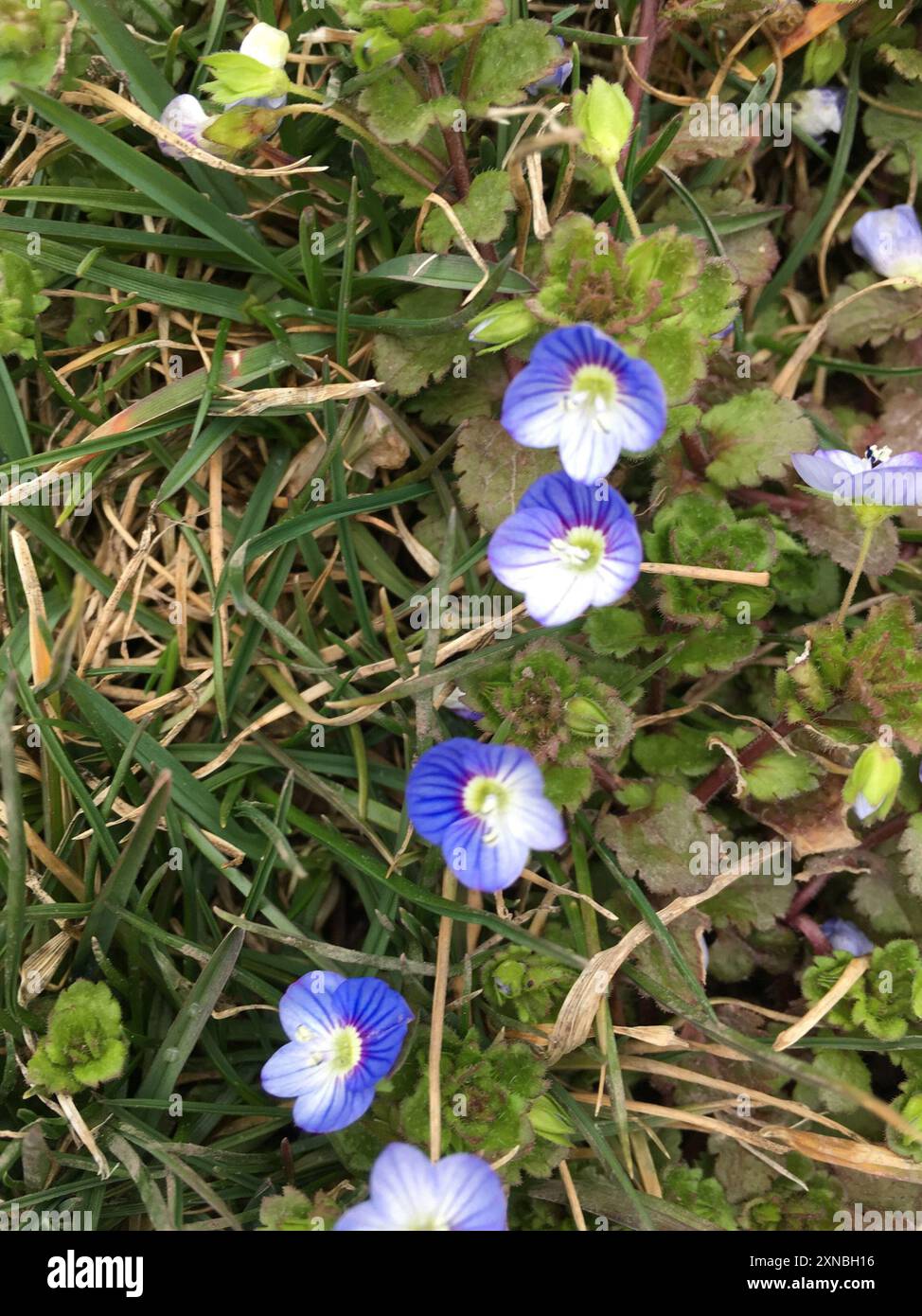 bird's-eye speedwell (Veronica persica) Plantae Stock Photo - Alamy
