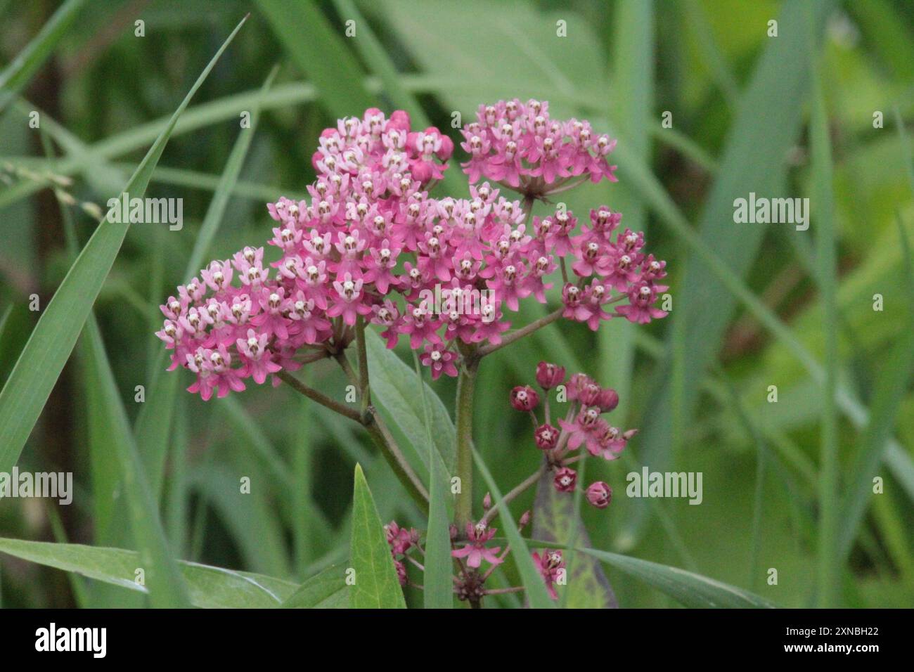 swamp milkweed (Asclepias incarnata) Plantae Stock Photo - Alamy