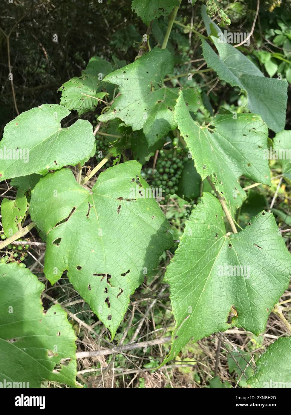 graybark grape (Vitis cinerea) Plantae Stock Photo - Alamy