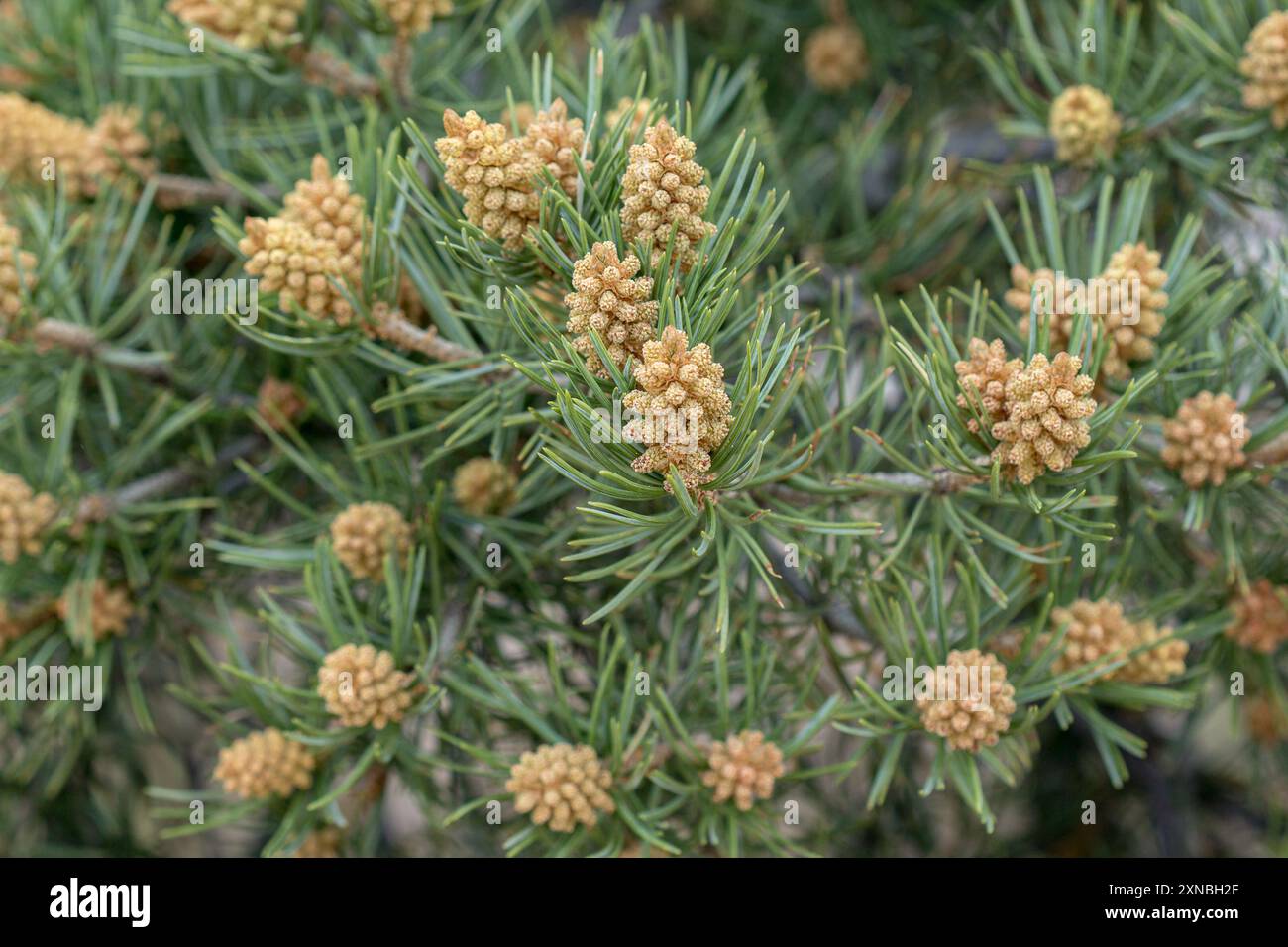 Colorado Pinyon (Pinus edulis) Plantae Stock Photo - Alamy