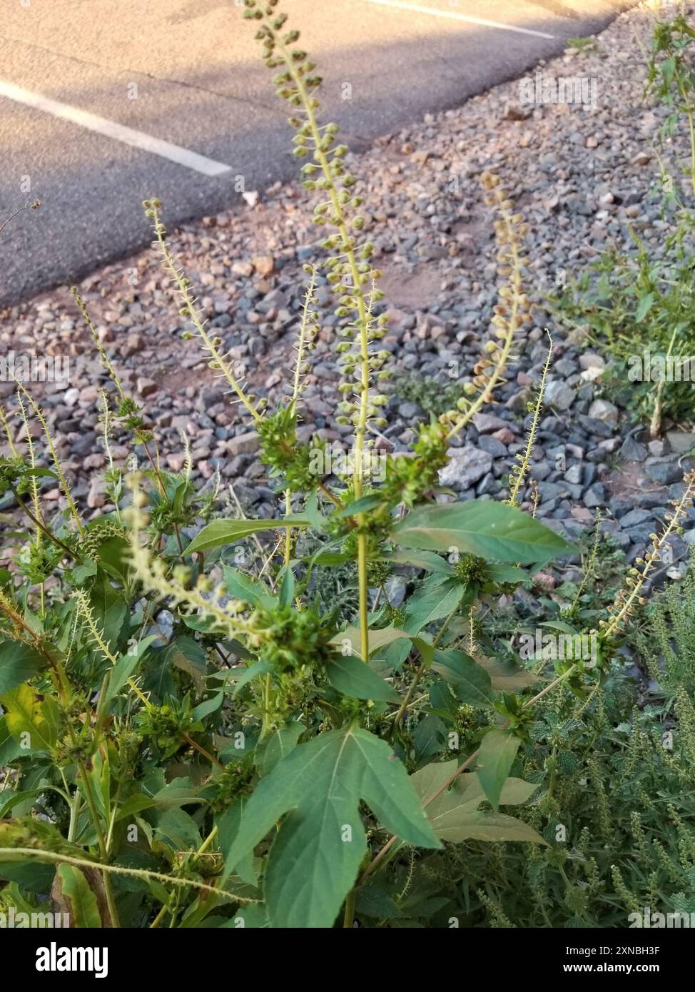 giant ragweed (Ambrosia trifida) Plantae Stock Photo - Alamy