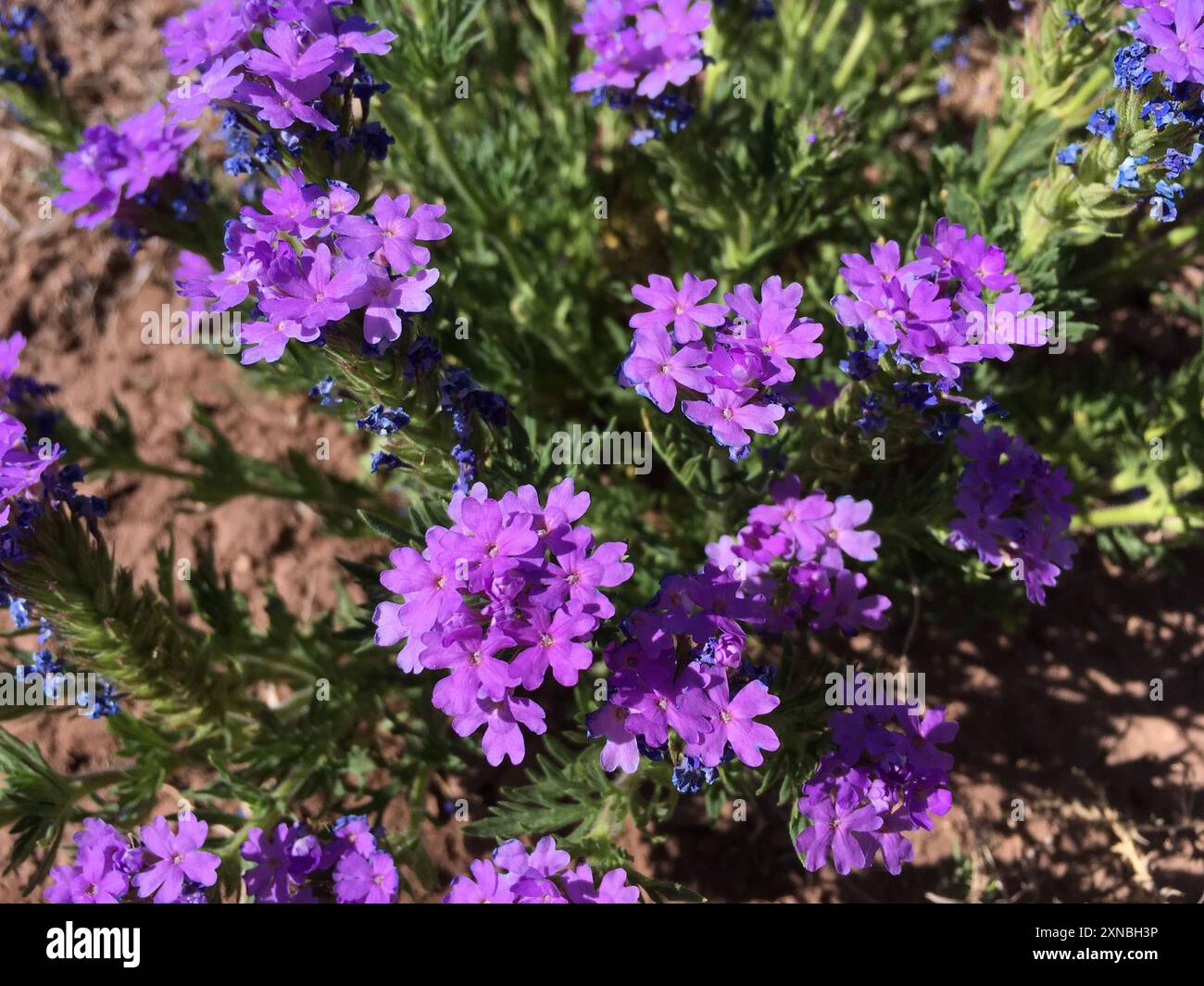 Davis Mountain Mock Vervain (Glandularia wrightii) Plantae Stock Photo ...