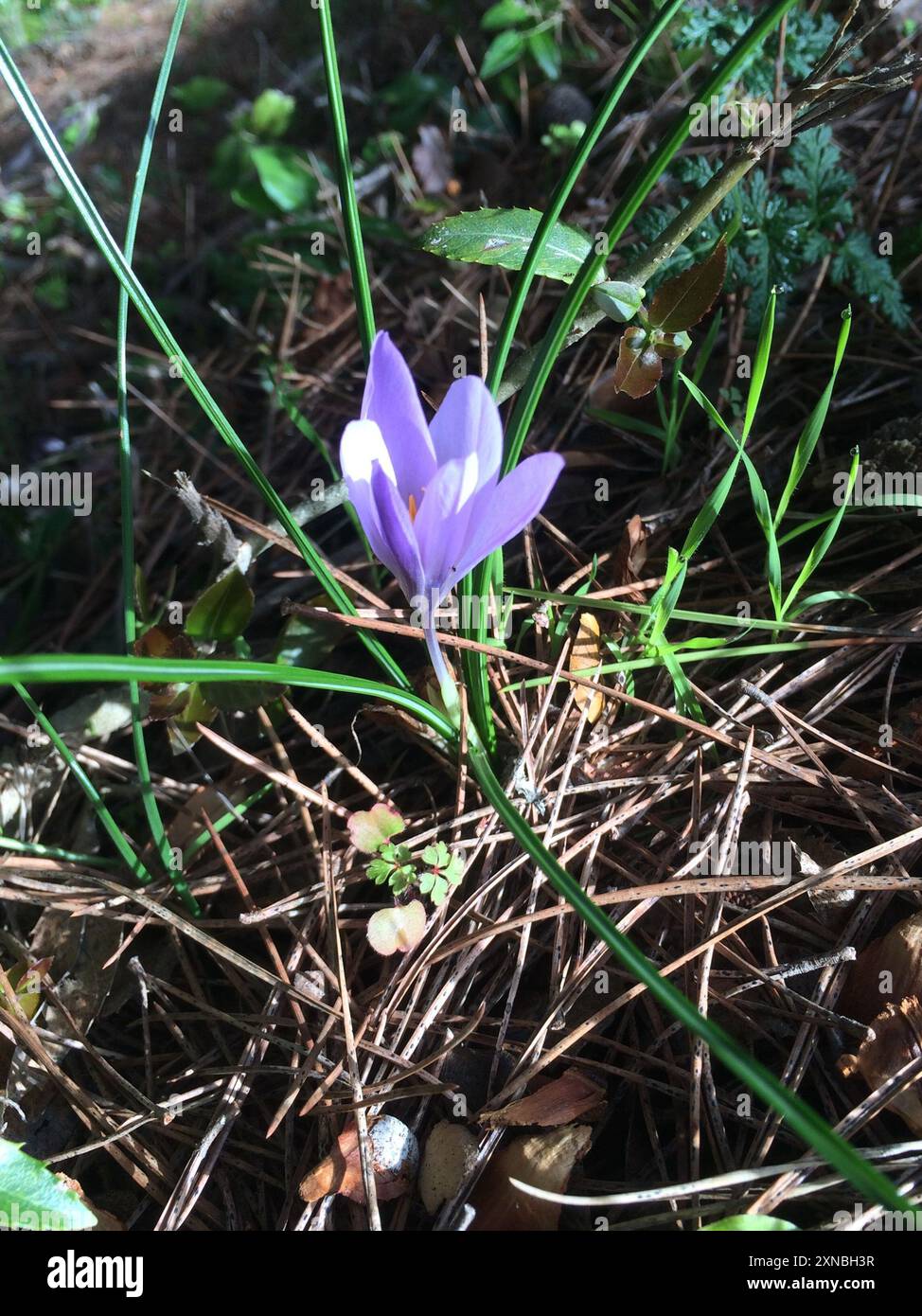 Late Crocus (Crocus serotinus) Plantae Stock Photo - Alamy